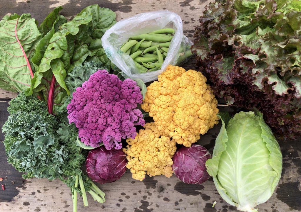 Alumni Spotlight: TJ Silva & Carli Cullen of All Good Things Farm