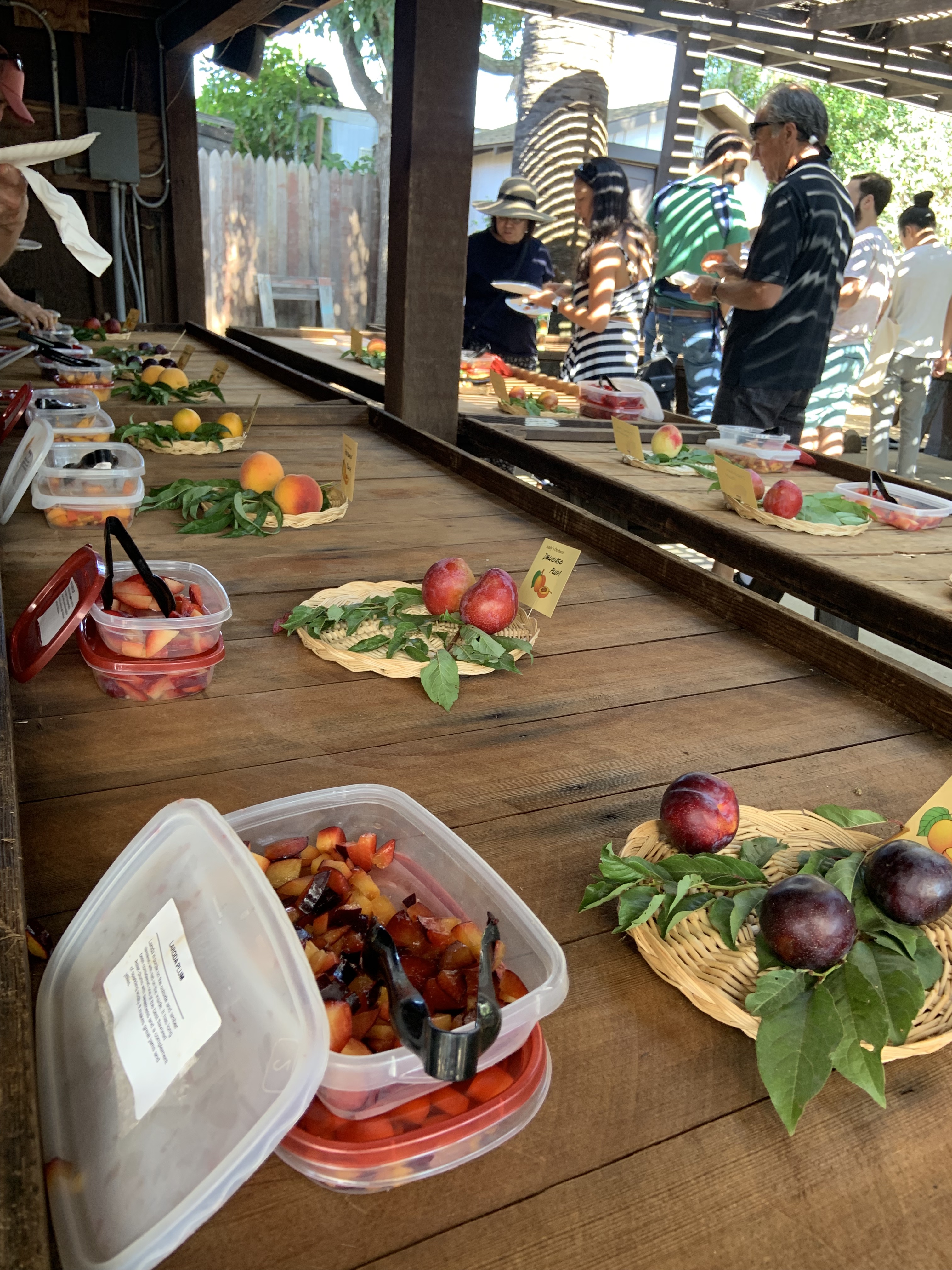 fruit-tasting – Santa Cruz Permaculture