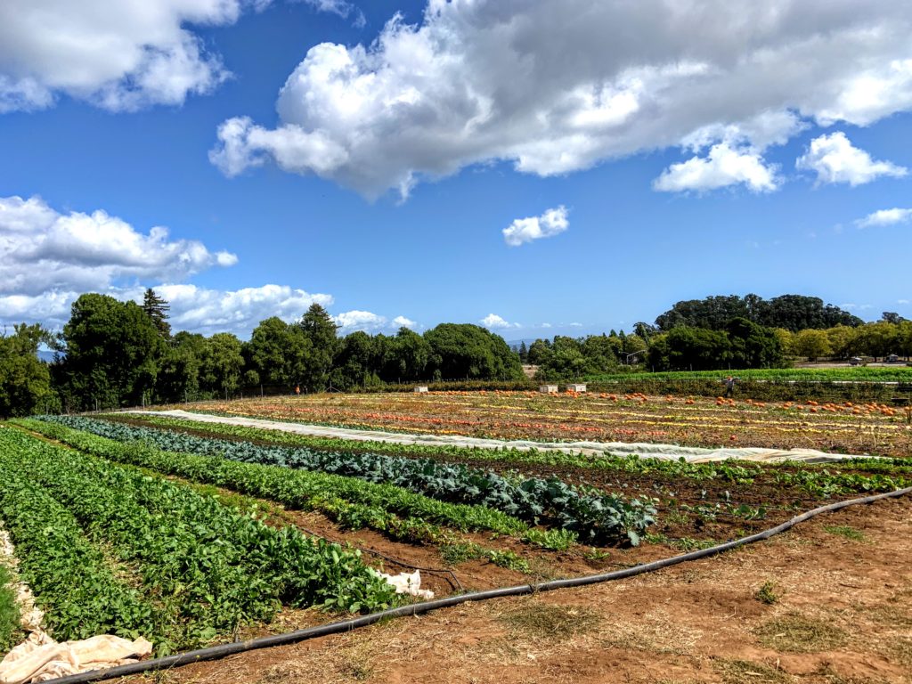 CASFS-farm-rows - Santa Cruz Permaculture