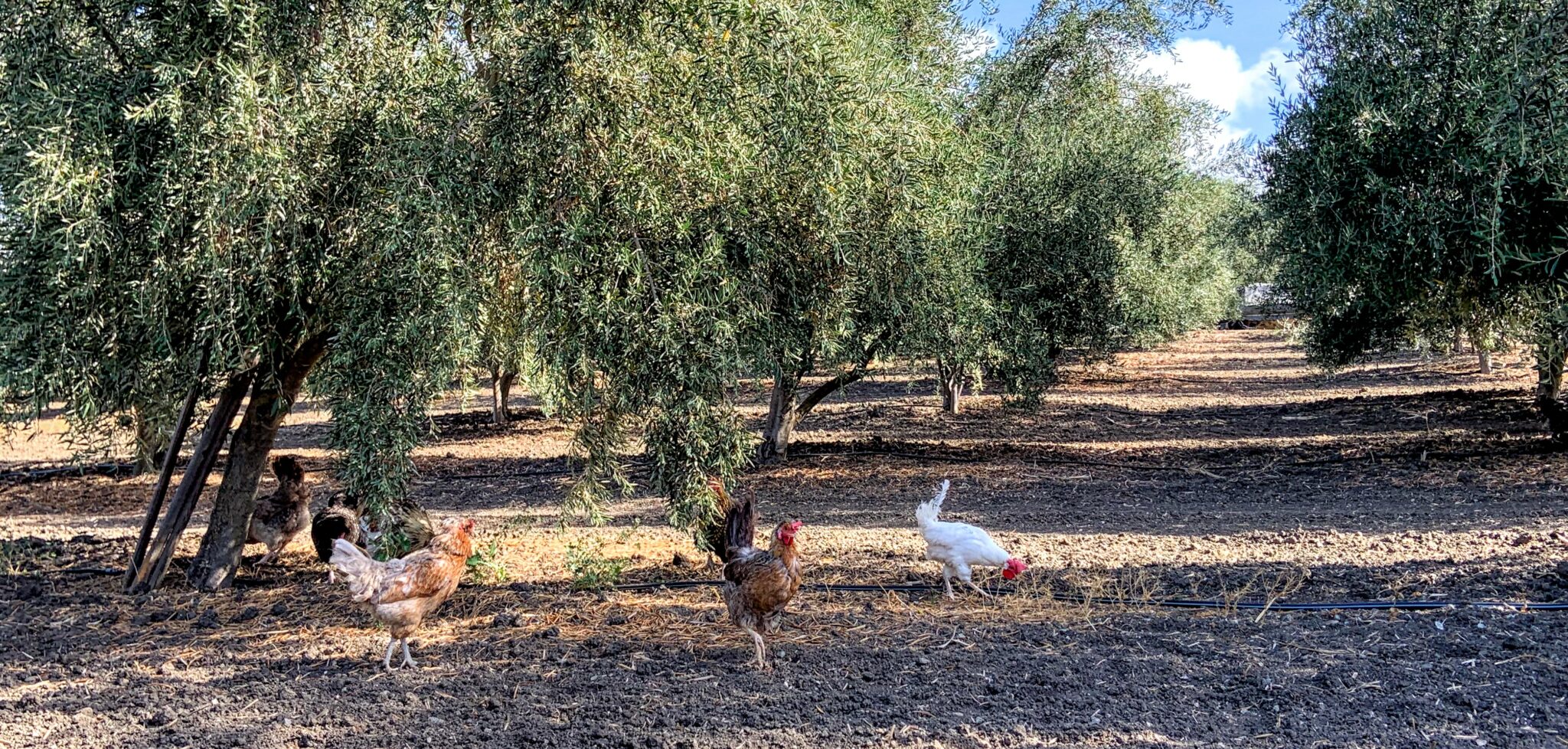 Regenerative Farms & Ranches: Permaculture Food Forests