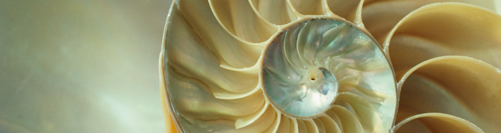spiral-shell-banner-1500w - Santa Cruz Permaculture