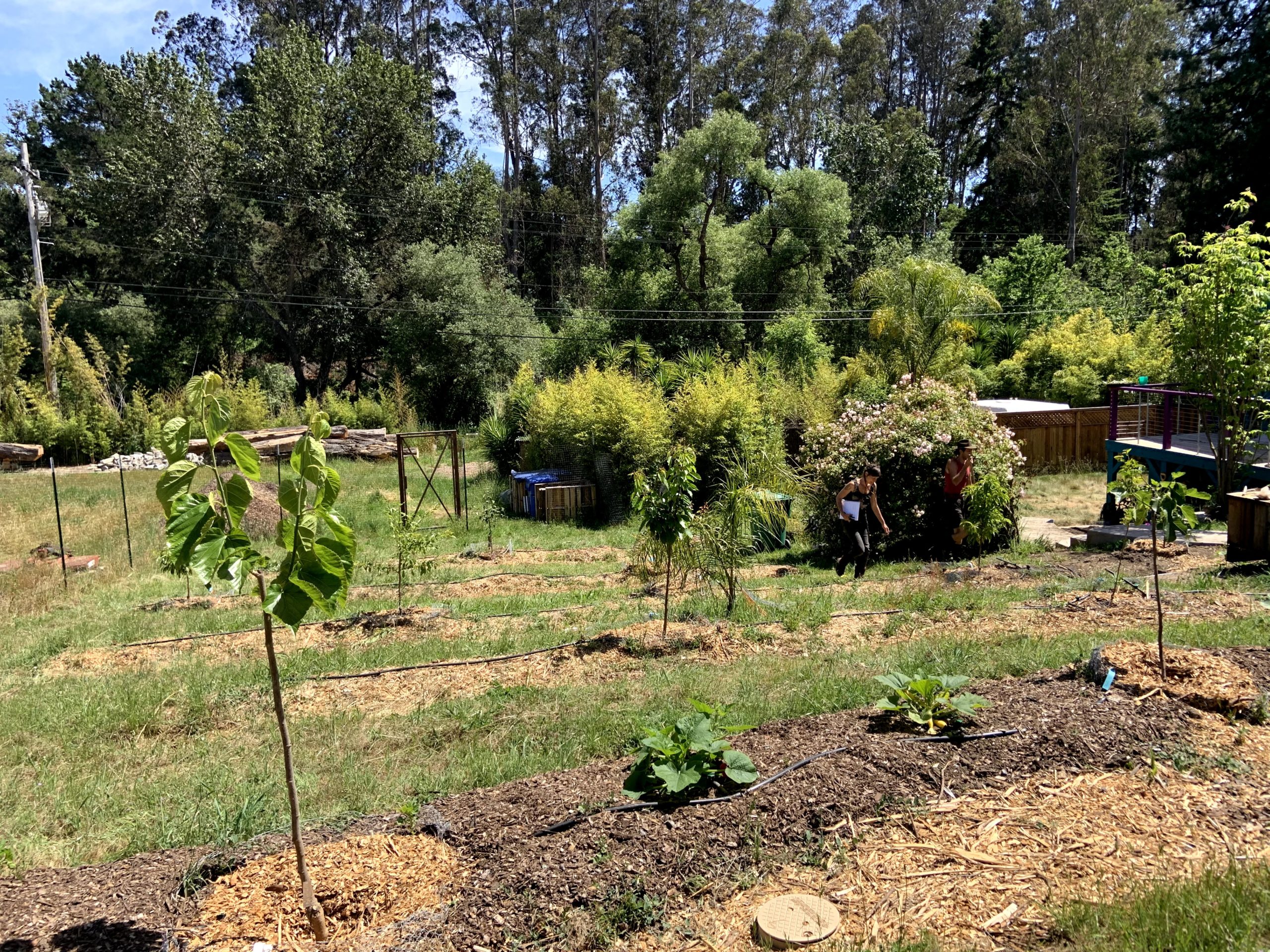 Plant Propagation and Subtropical Fruit Trees: Permaculture Food ...