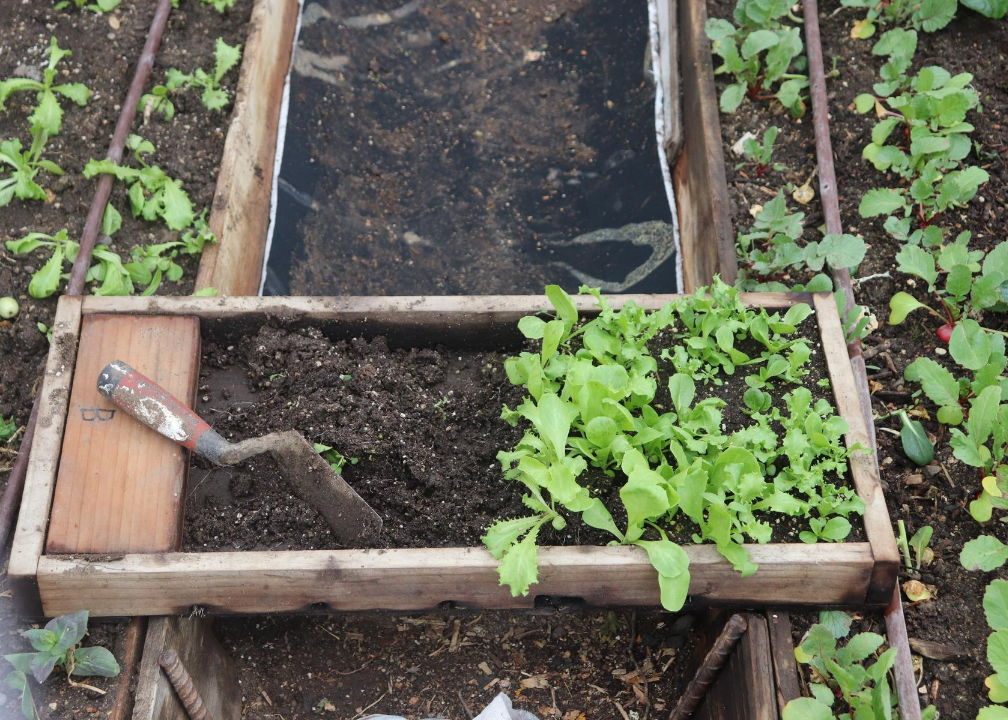 planting-from-flat - Santa Cruz Permaculture
