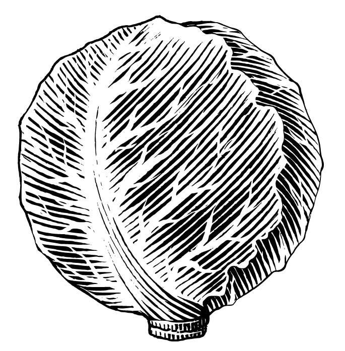 cabbage - Santa Cruz Permaculture