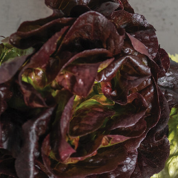 Lettuce 'Red Gem' - Santa Cruz Permaculture