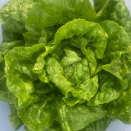 Lettuce 'Green Gem' - Santa Cruz Permaculture