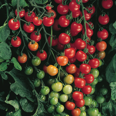 Tomato "Supersweet 100" - Santa Cruz Permaculture