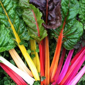 Chard 'Bright Lights' - Santa Cruz Permaculture