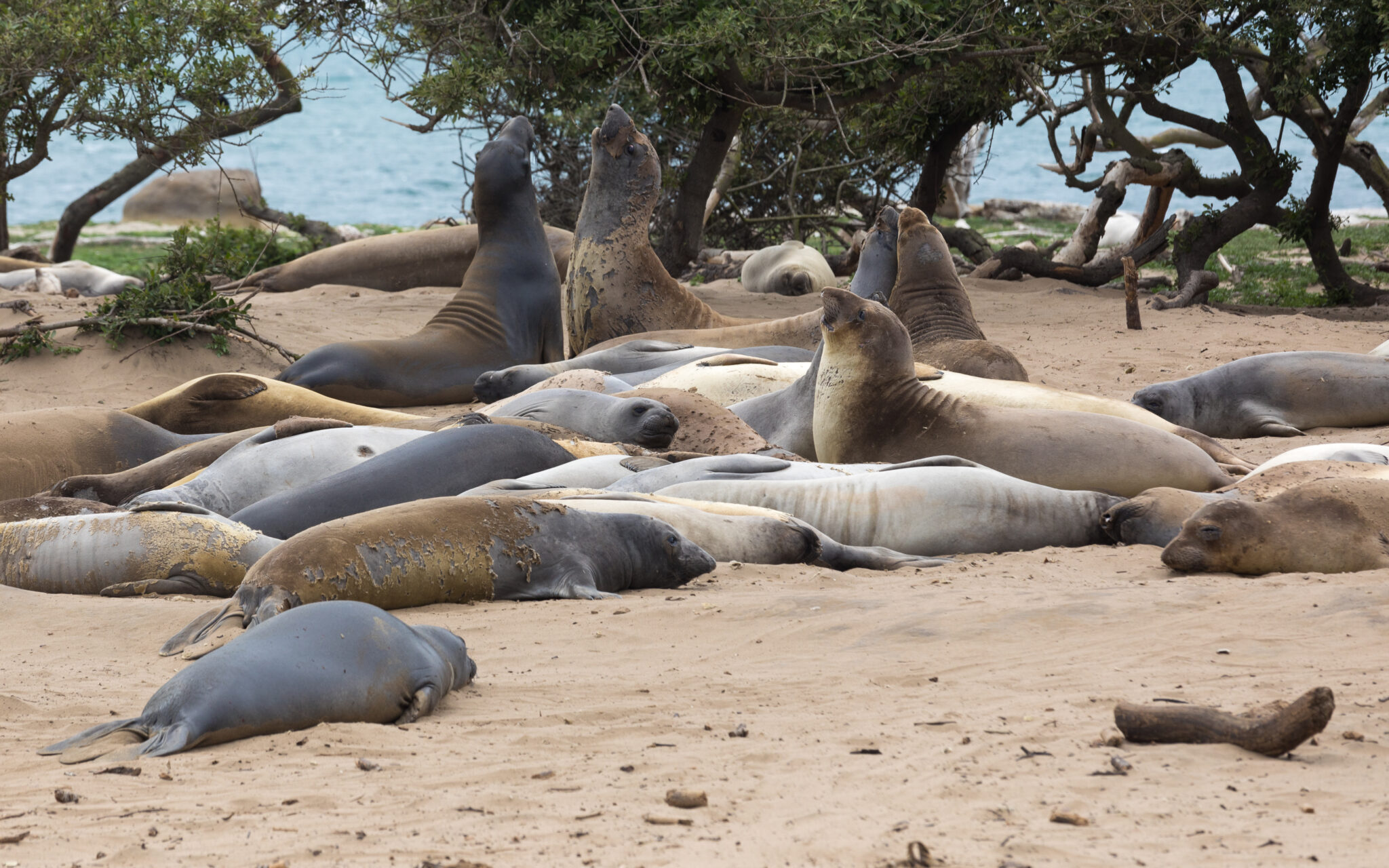 Northern_elephant_seal_colony_in_Año_Nuevo_State_Park-2354 - Santa Cruz ...